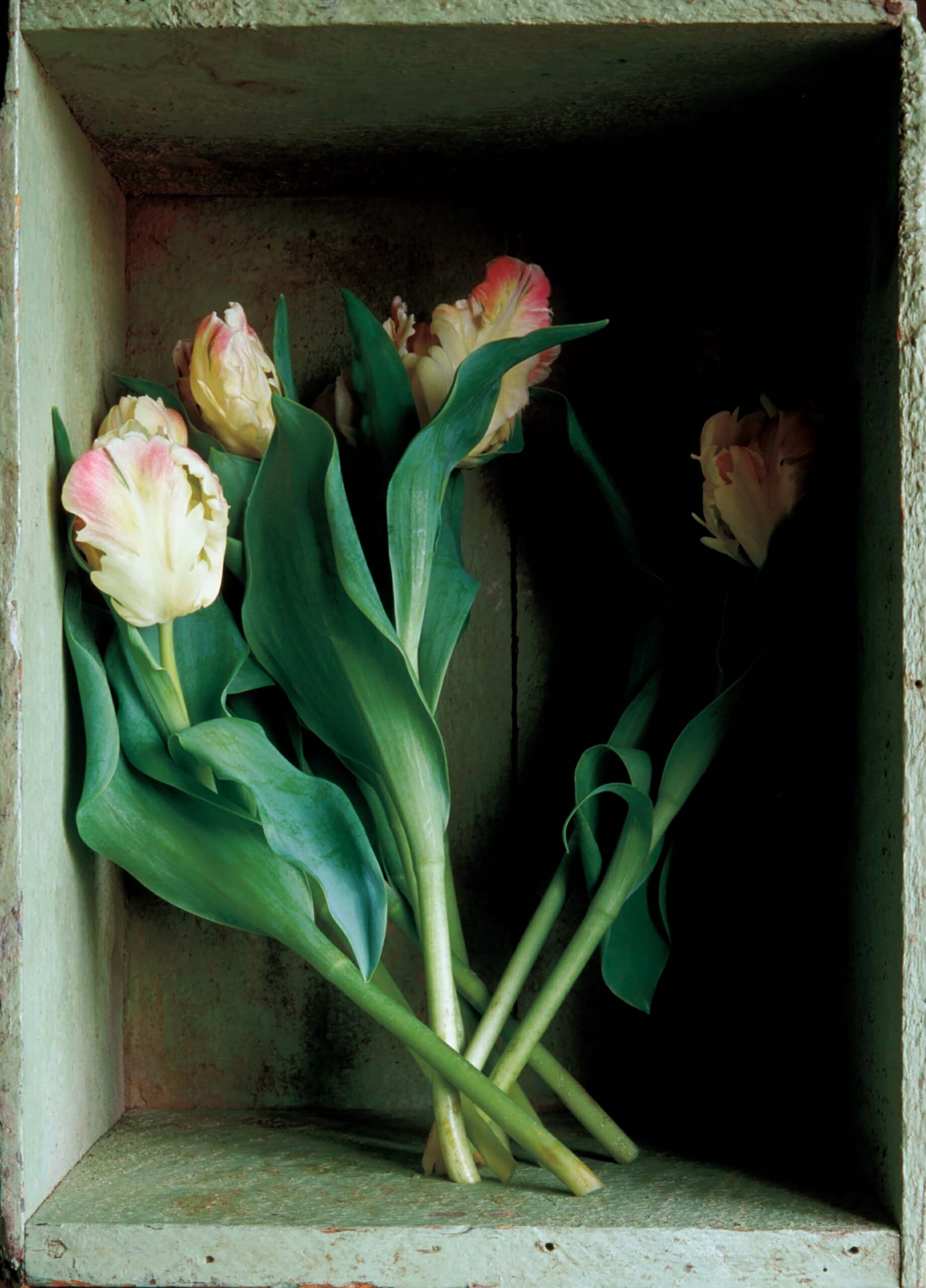 Natasha Nicholson: The Artist in Her Museum – Madison Museum of ...