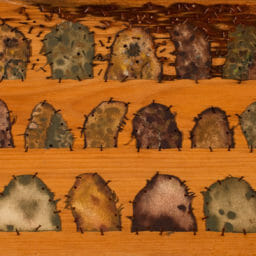 Ray Yoshida – Madison Museum of Contemporary Art