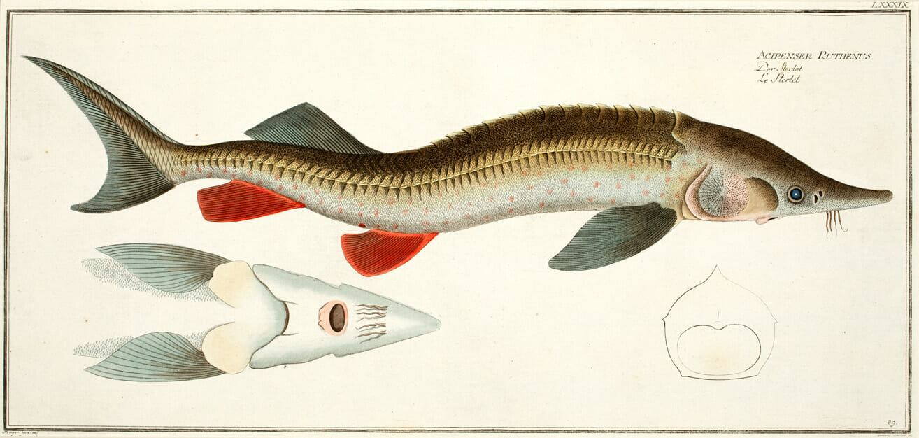Acipenser Ruthenus – Madison Museum of Contemporary Art