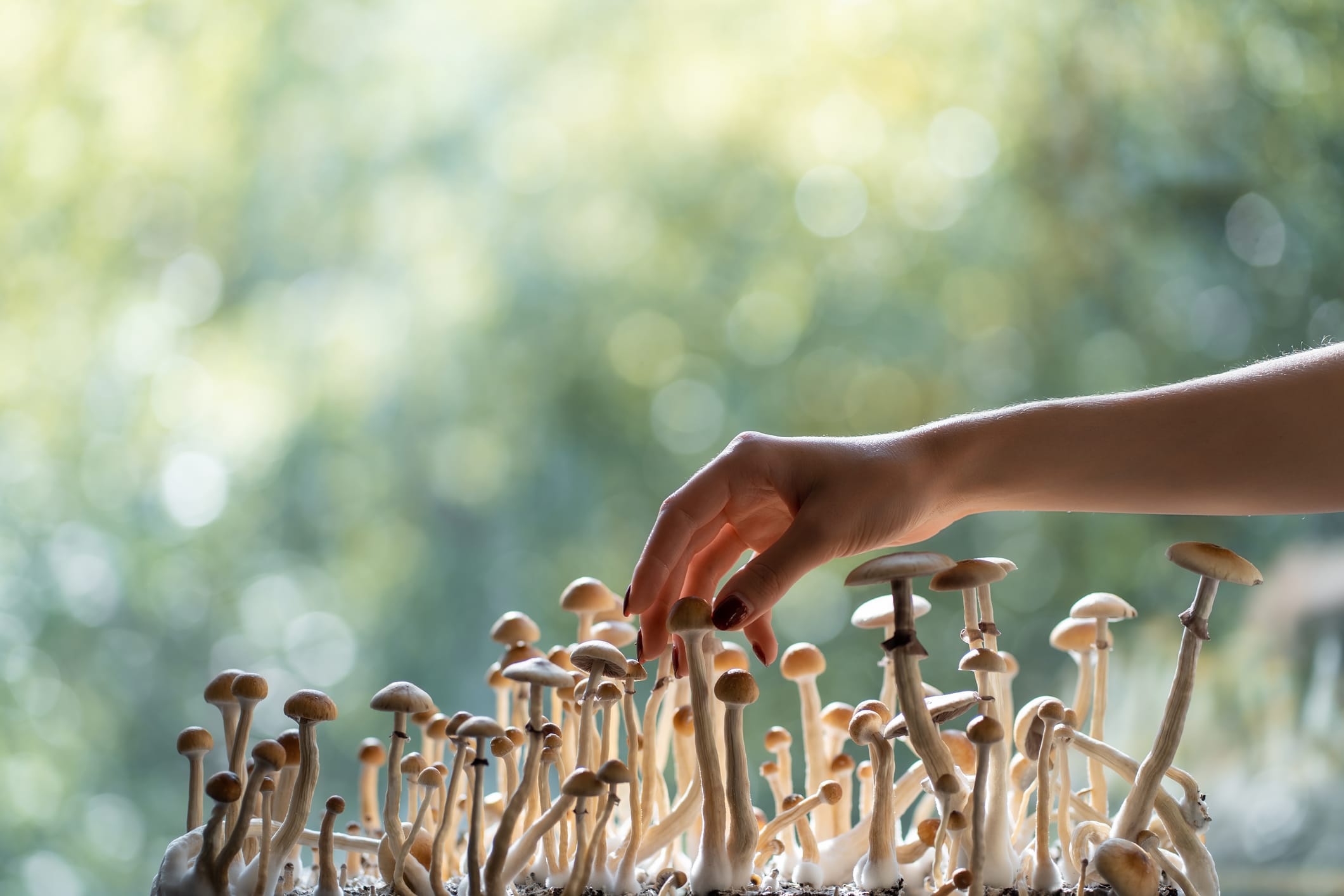 Dietary and Medical Guidelines: Psilocybin Ceremony – Heroic Hearts Project